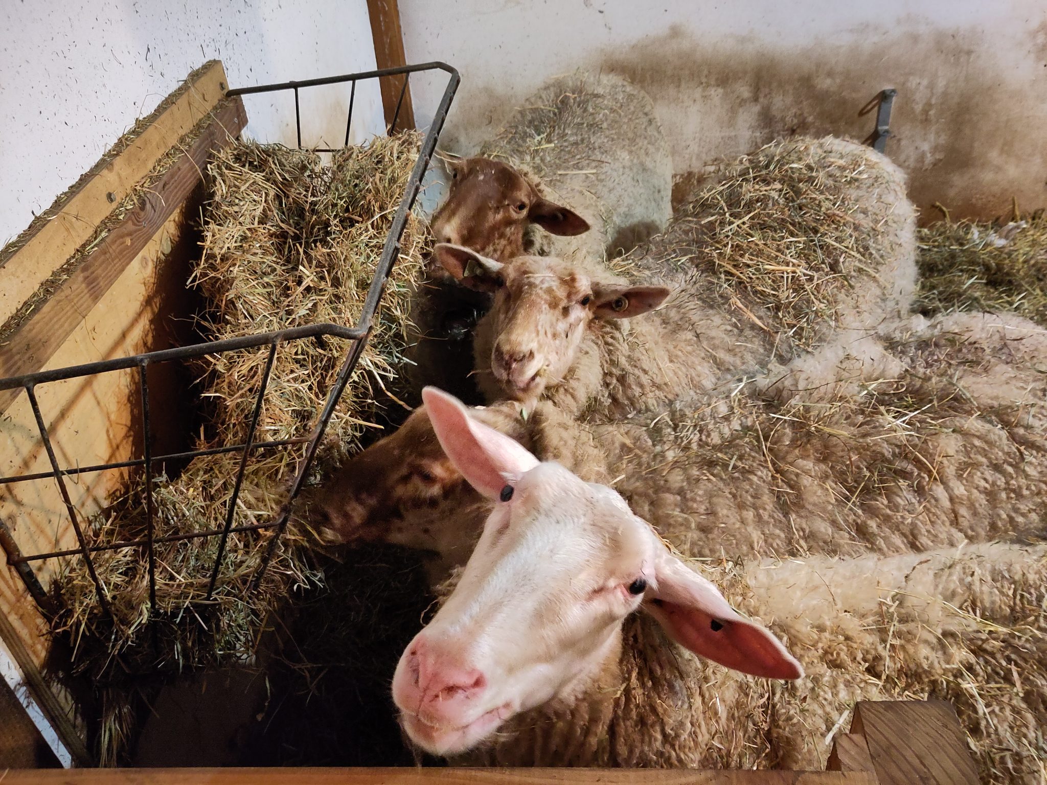 Potstal – Geertjes Hof